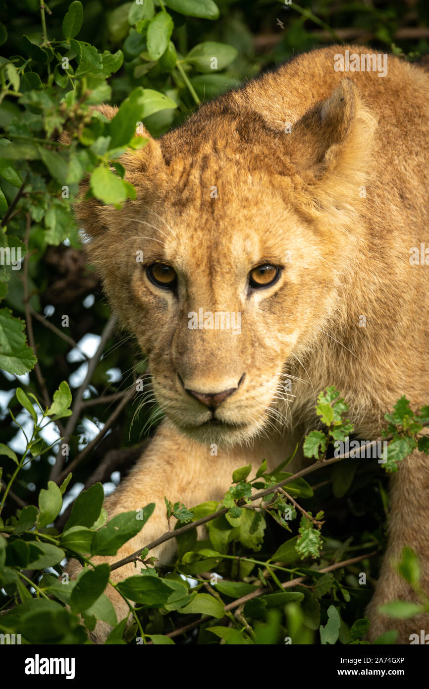 Close-up of lion cub standing in tree Stock Photo - Alamy