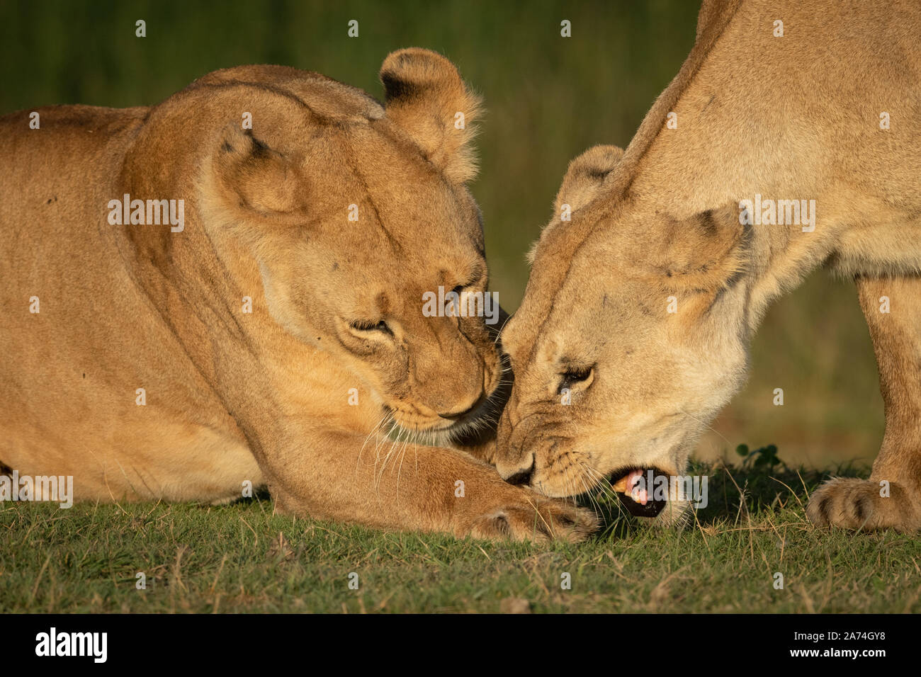 Lion panthera leo lioness biting hi-res stock photography and images ...