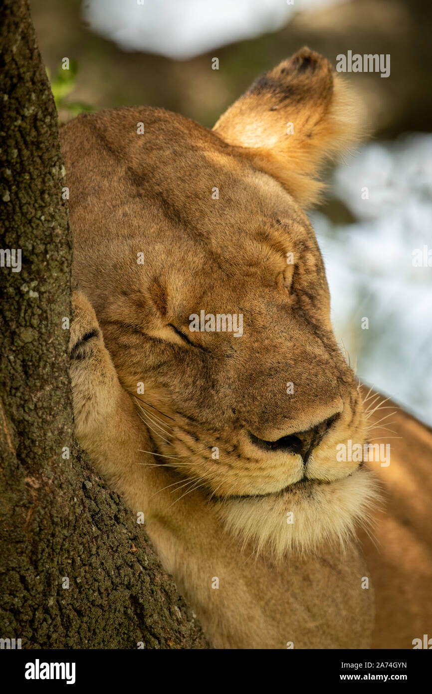Close-up of lioness in tree lying asleep Stock Photo - Alamy