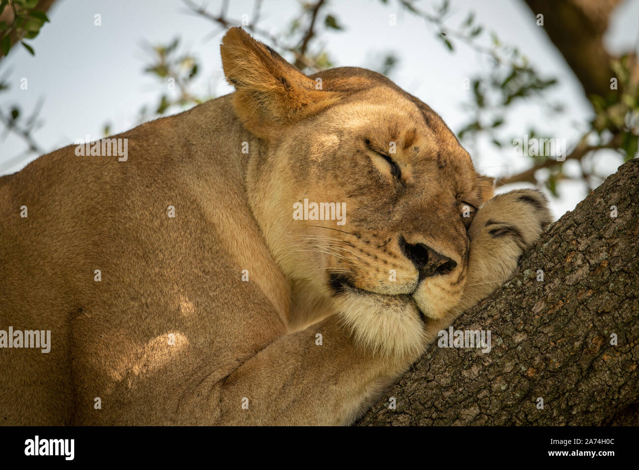 Close-up of lioness sleeping on tree branch Stock Photo - Alamy