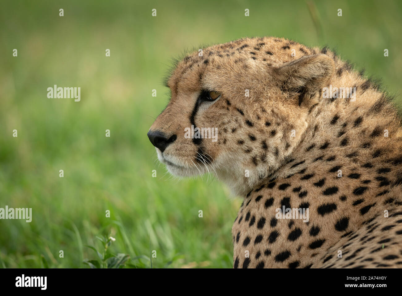 Cheetah head shoulders hi-res stock photography and images - Alamy