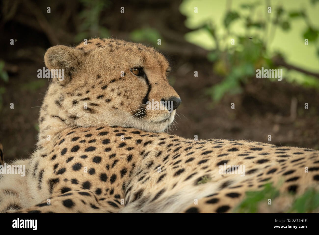 Close-up of male cheetah lying looking back Stock Photo - Alamy