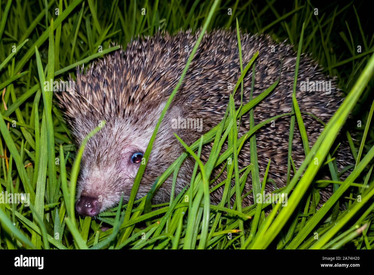 Foregoing hi-res stock photography and images - Alamy