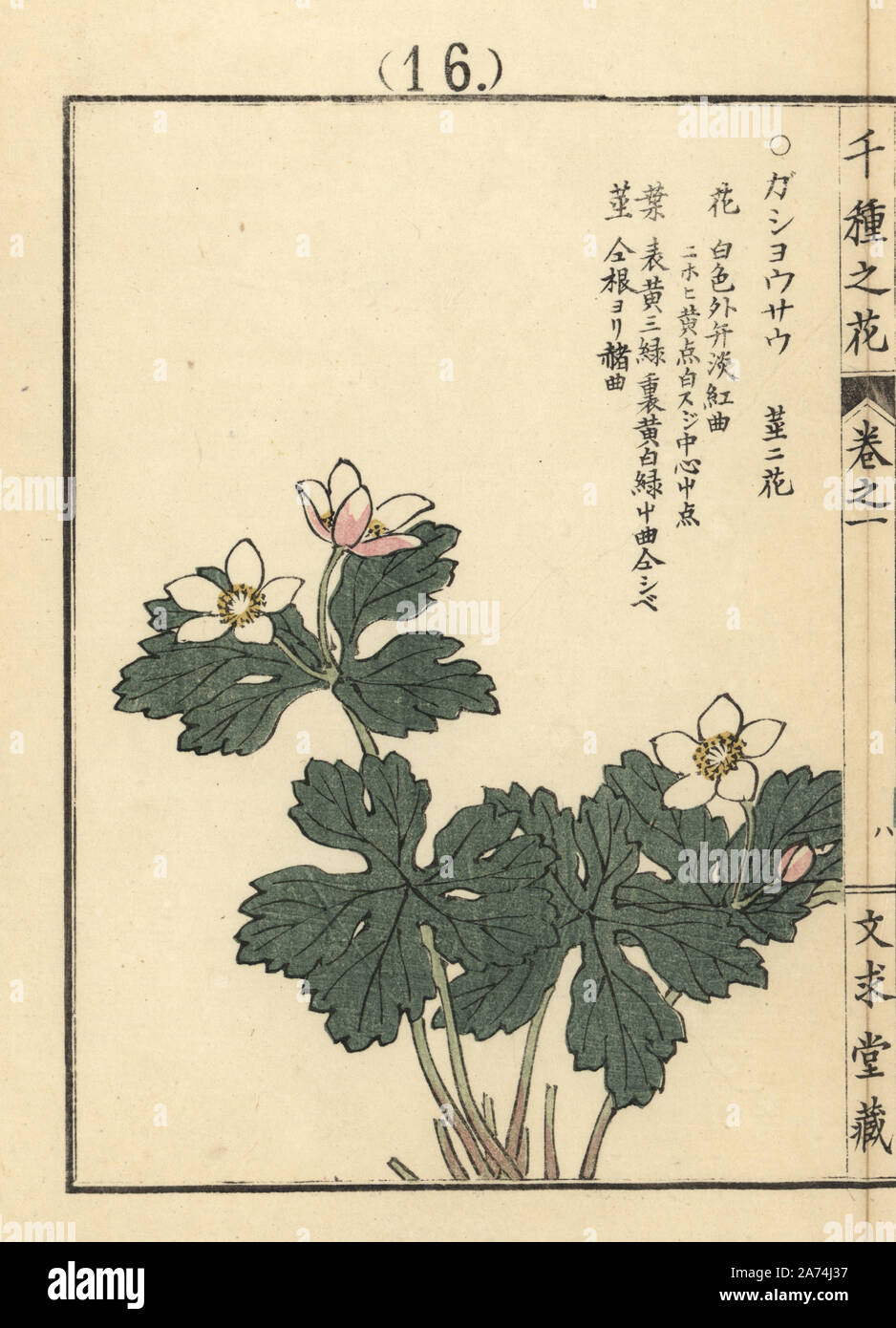Gashousou or soft windflower, Anemone flaccida. Handcoloured woodblock ...