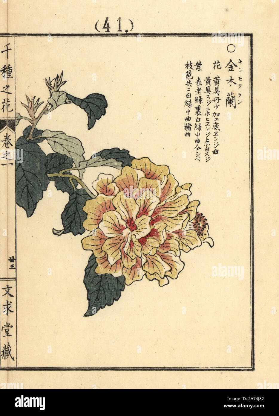 Kinmokusei or gold sweet osmanthus, Osmanthus fragrans var. aurantiacus ...