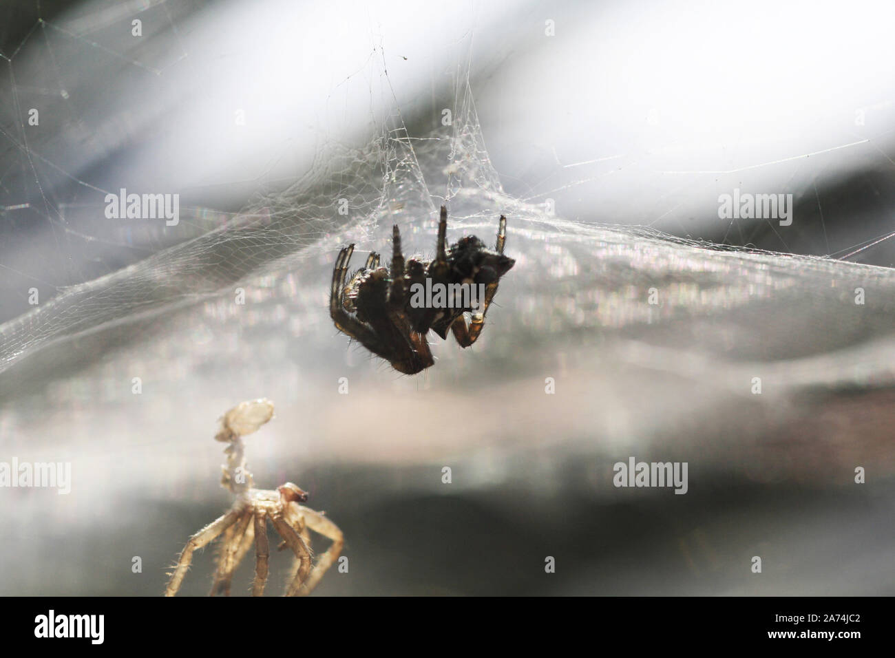 Spinnweben hi-res stock photography and images - Alamy