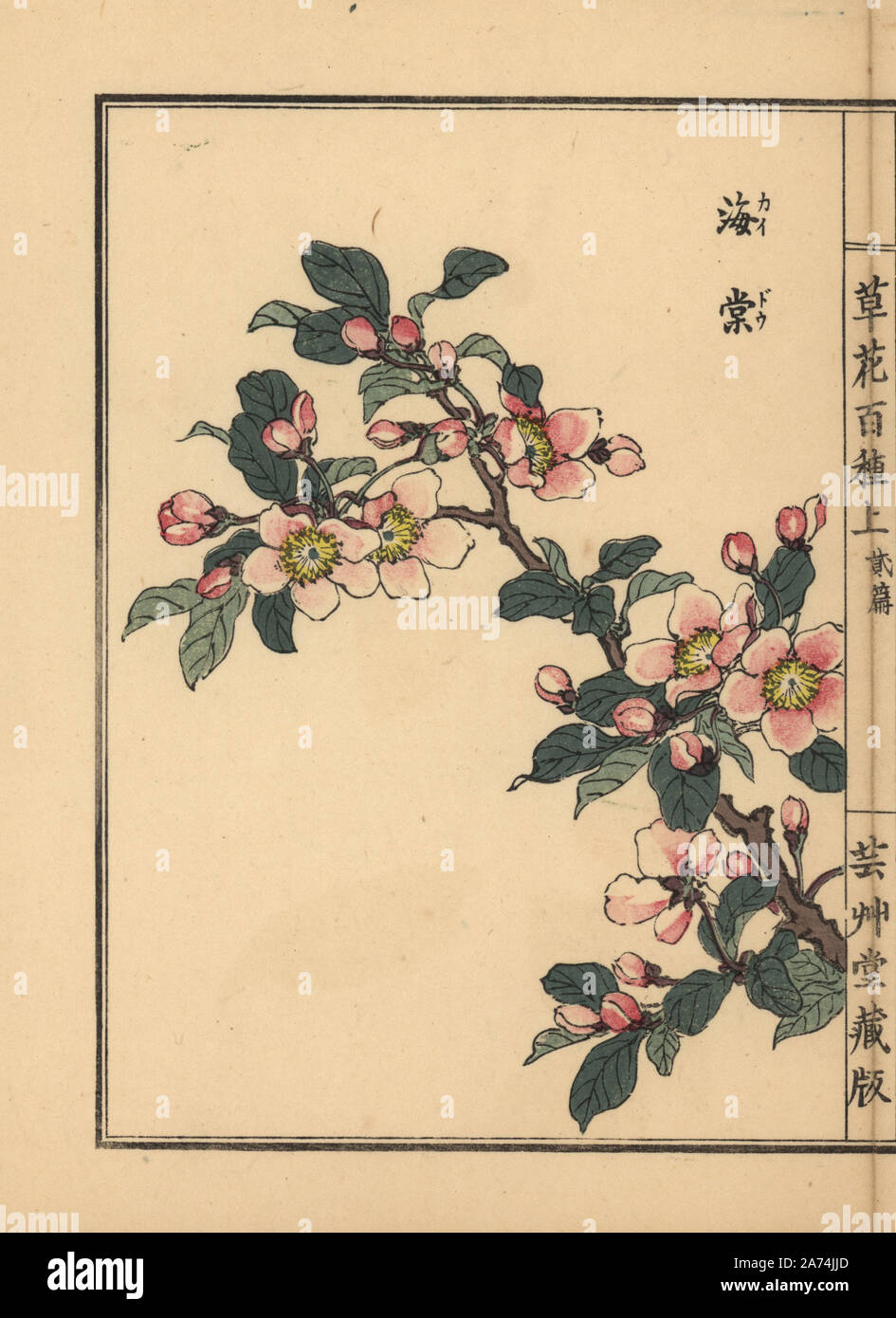 Hall crab apple, Malus halliana, blossom and leaves. Handcoloured ...