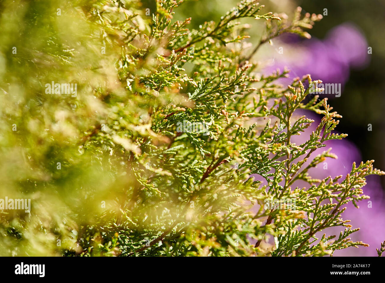 White cedar bush depth of field background Stock Photo - Alamy