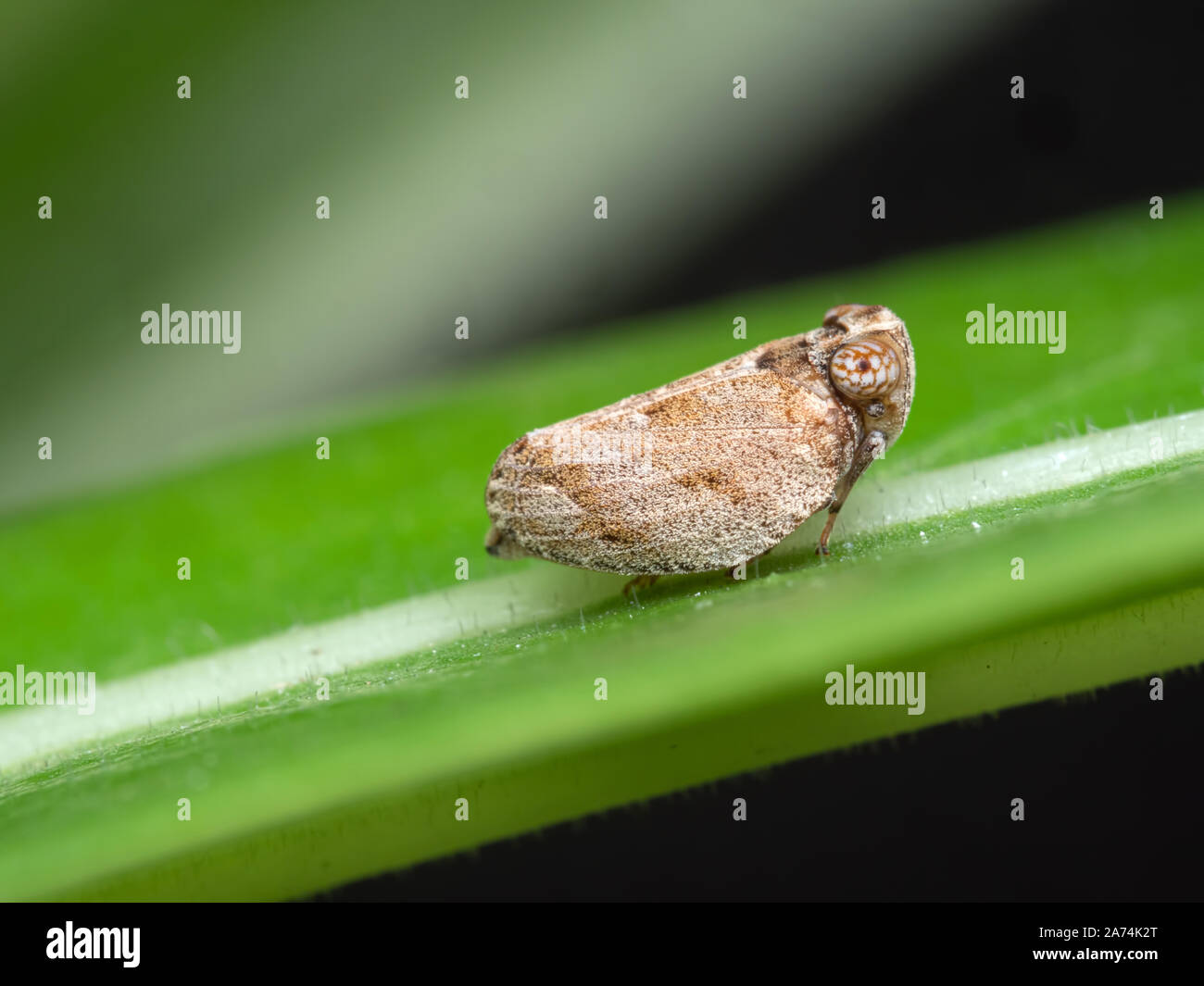Macro Photography of Planthopper on Green Leaf Stock Photo - Alamy