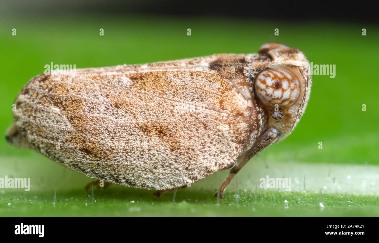 Macro Photography of Planthopper on Green Leaf Stock Photo - Alamy