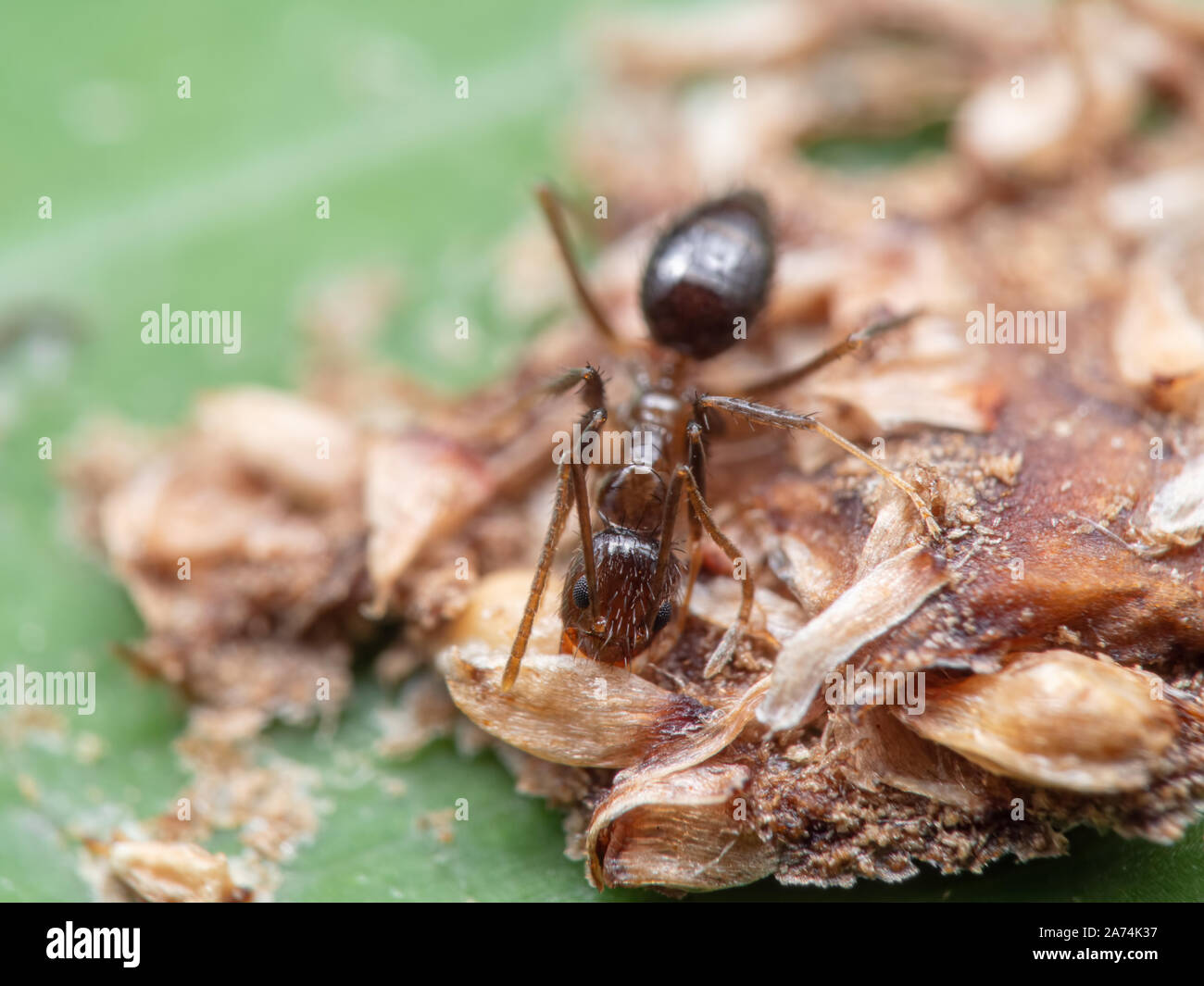 Macro Photography of Two Millimeters Tiny Ant Eating Dry Bird Poop on ...