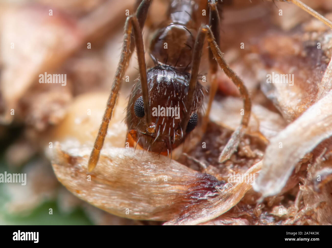 Macro Photography of Two Millimeters Tiny Ant Eating Dry Bird Poop on ...