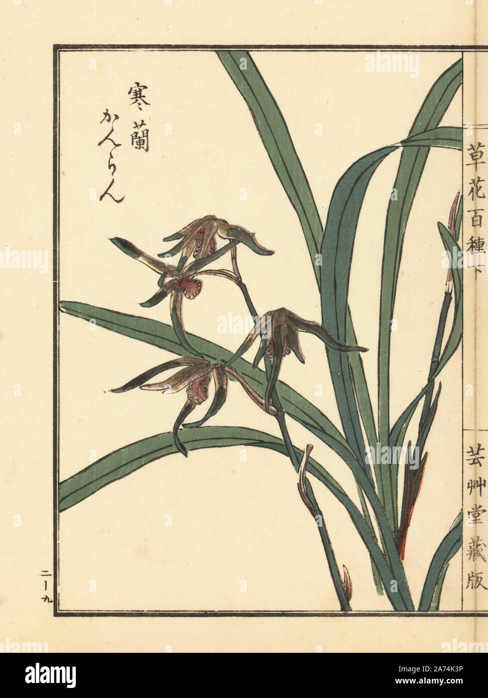 Cymbidium kanran hi-res stock photography and images - Alamy