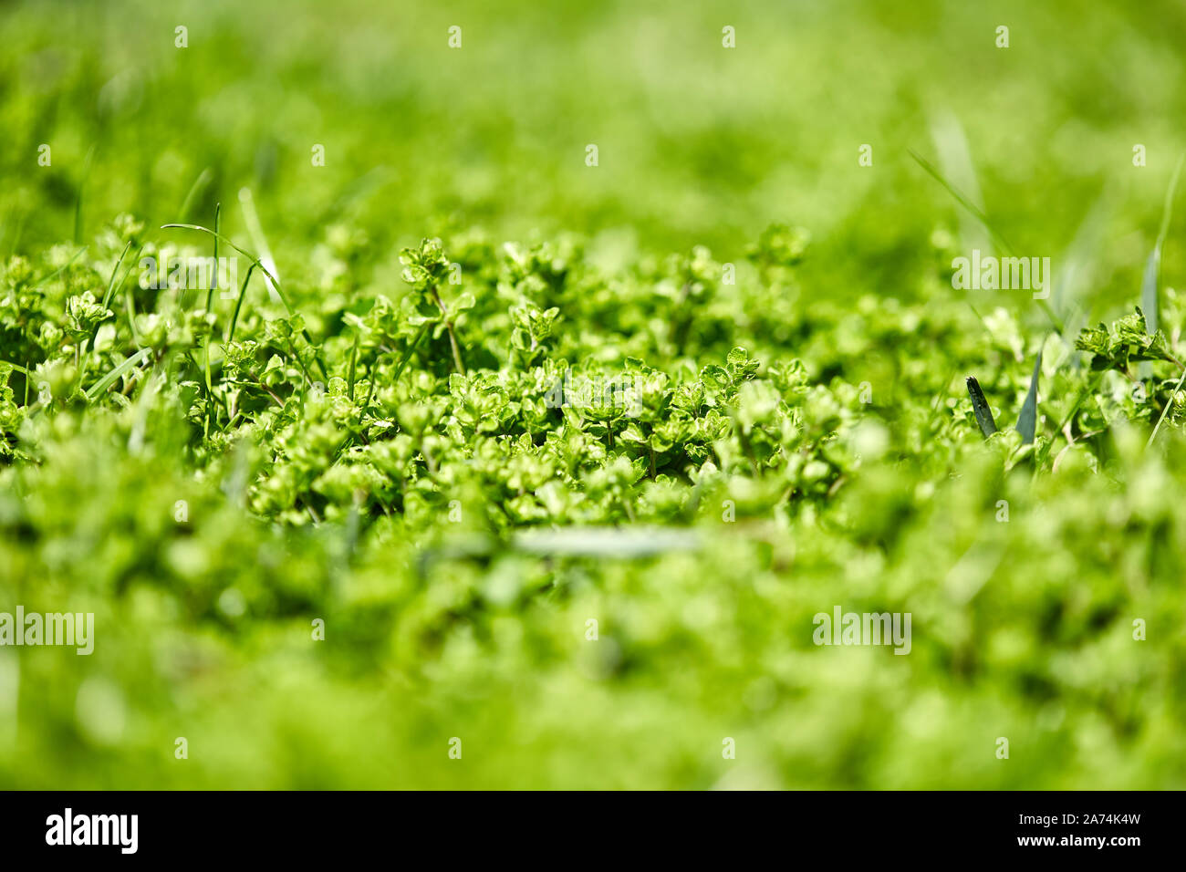 Spring green grass field in garden with bokeh Stock Photo - Alamy