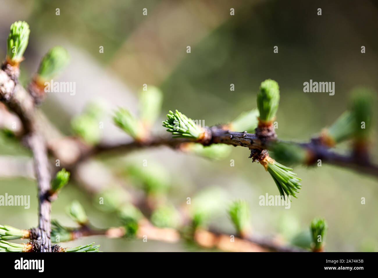 Spring tree buds plant poplar, branch with green leaf in sunny day ...