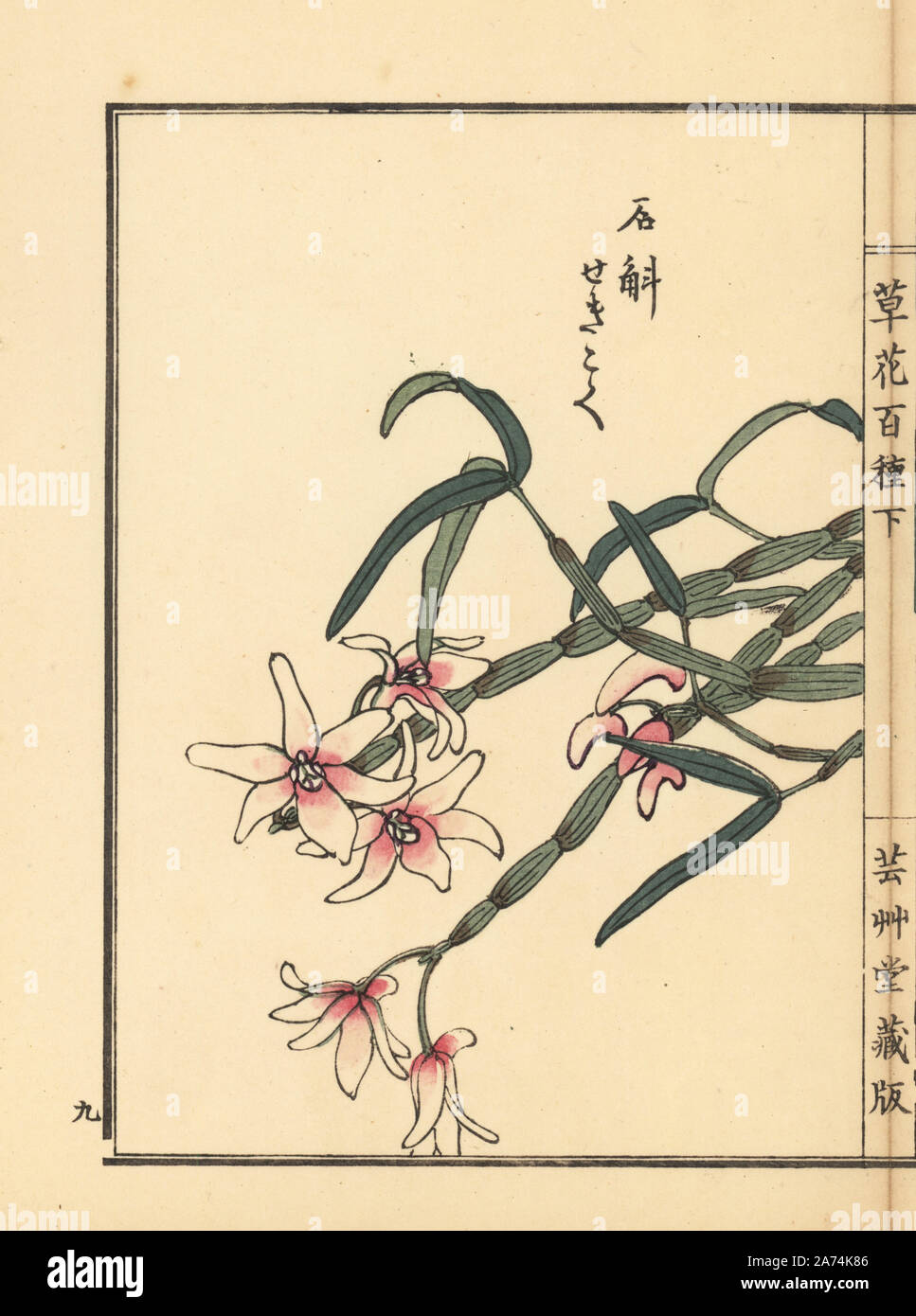 Sekkoku, Mohl's dendrobium or Japanese stone orchid, Dendrobium ...