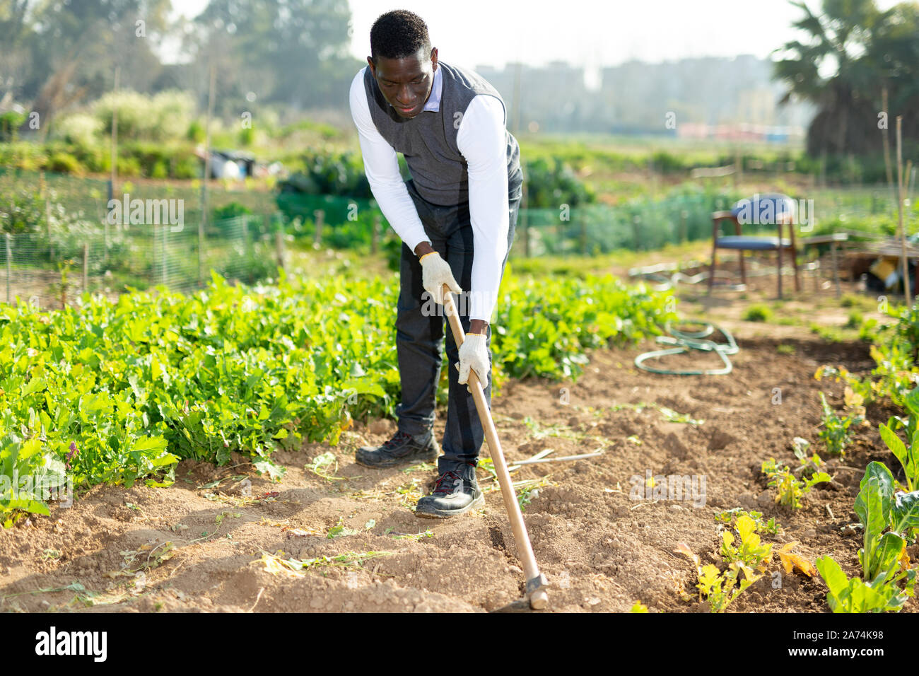 Focused African-American man working soil in his kitchen garden, hoeing ...