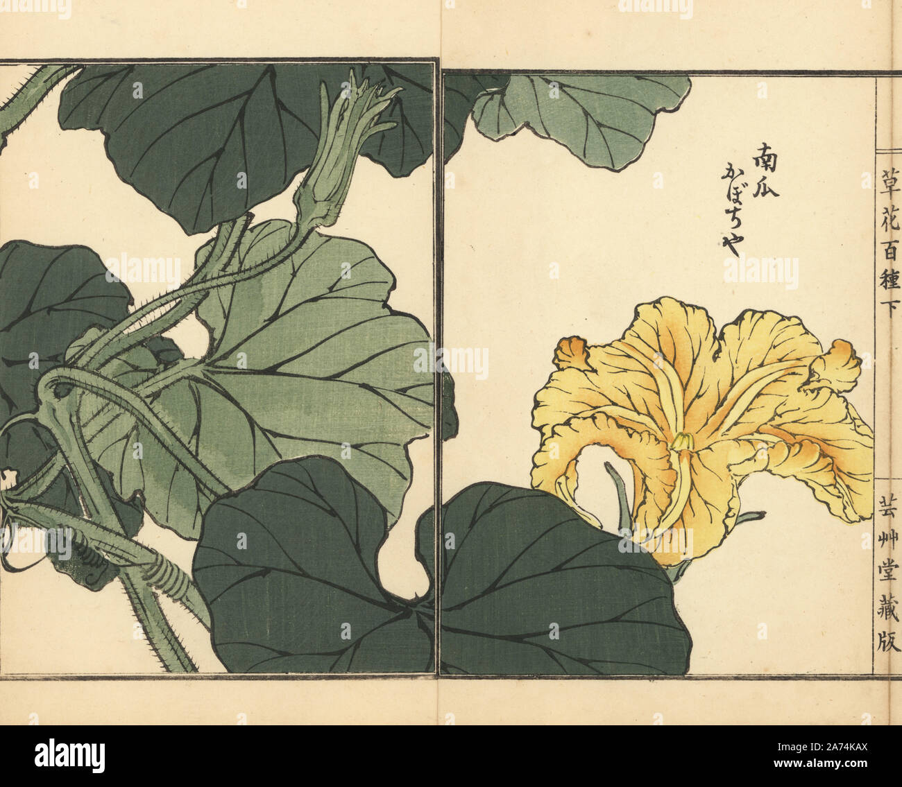 Kabocha or pumpkin flower, Cucurbita pepo. Handcoloured woodblock print ...