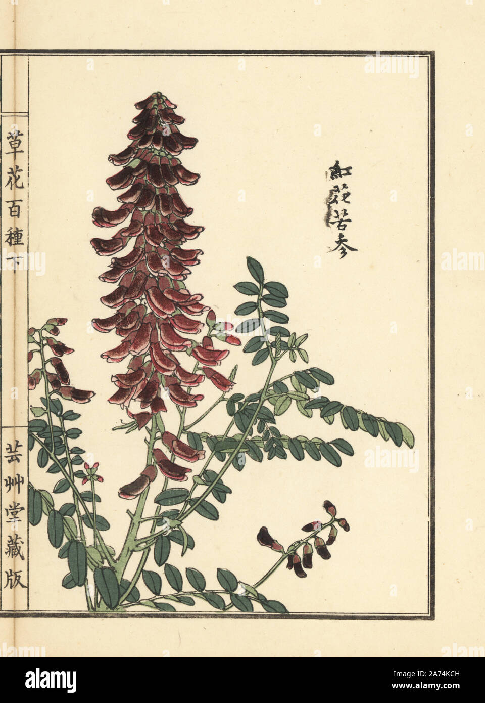 Sophora flavescens hi-res stock photography and images - Alamy