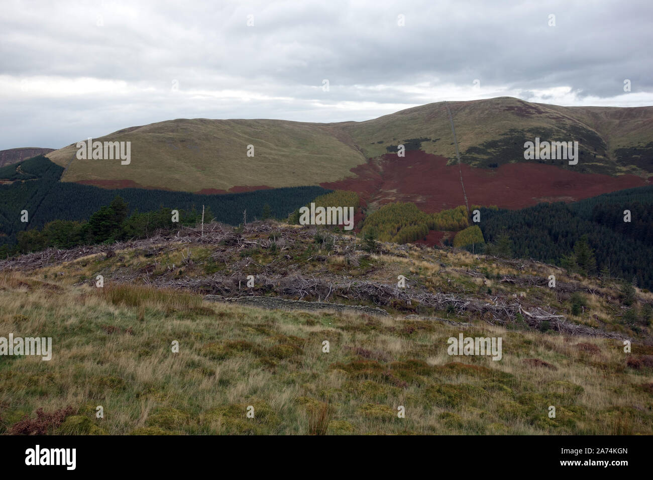 Deforestation england hi-res stock photography and images - Alamy