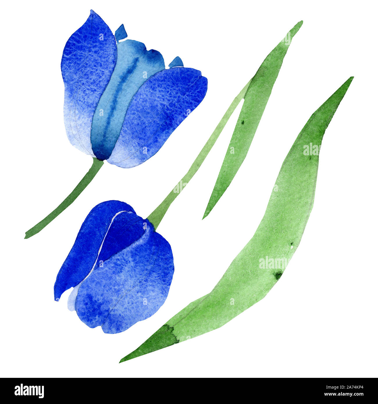 Blue tulip floral botanical flowers. Watercolor background illustration ...