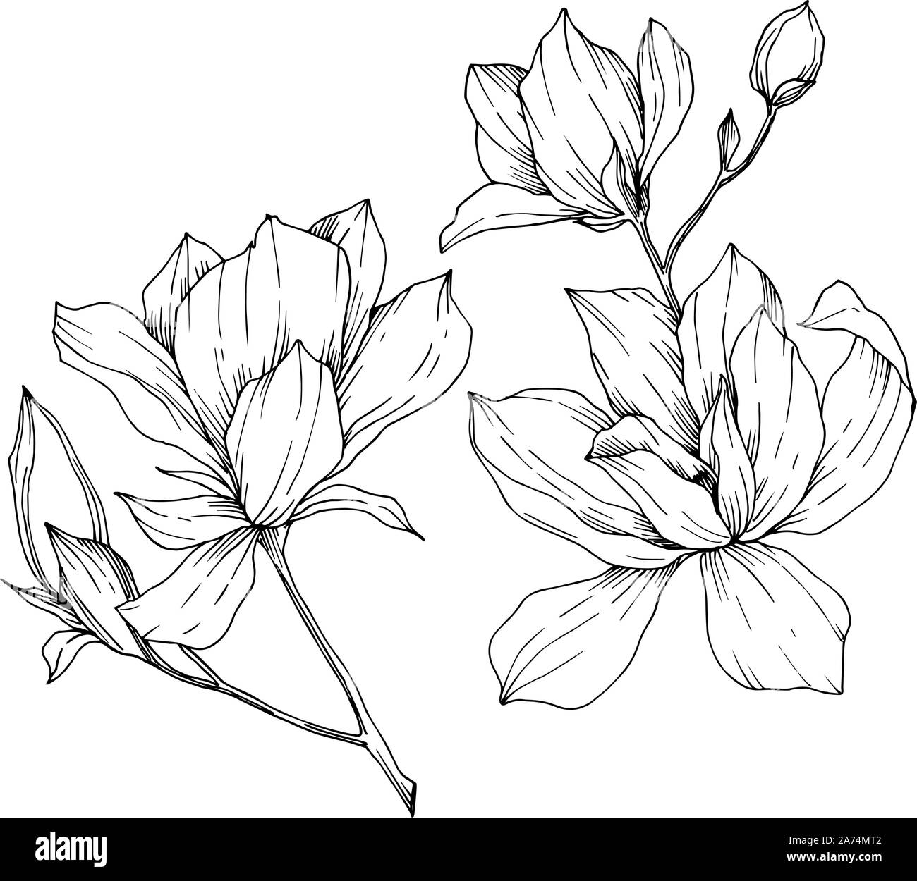 Vector Magnolia floral botanical flowers. Black and white engraved ink ...