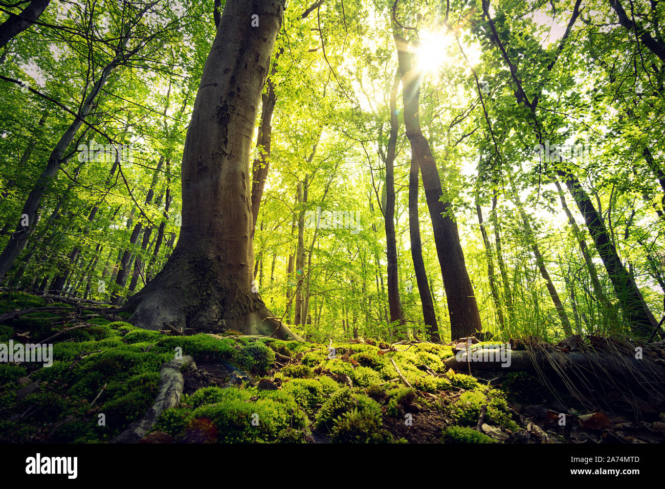 Green woods with sunshine. Our earth ecosystem Stock Photo - Alamy