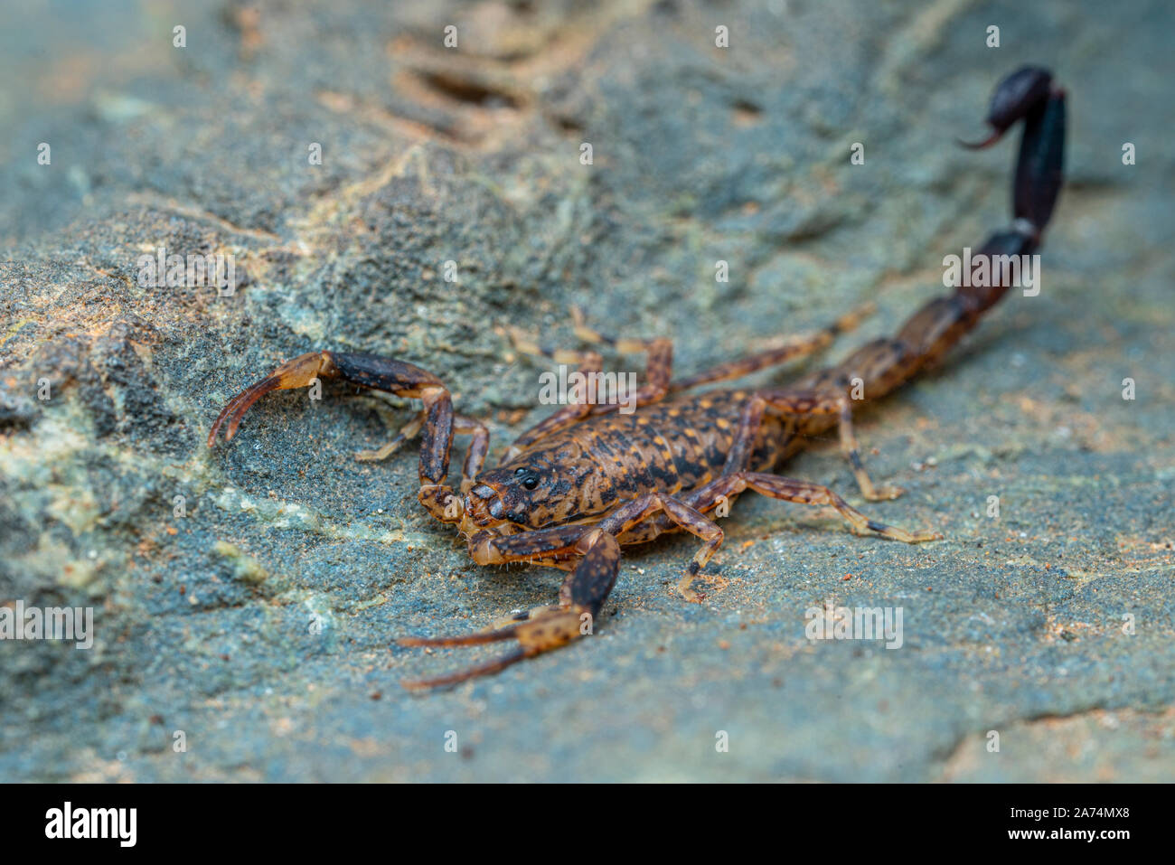 Marbled scorpion, Lychas variatus, hunting on a rock in the Daintree ...