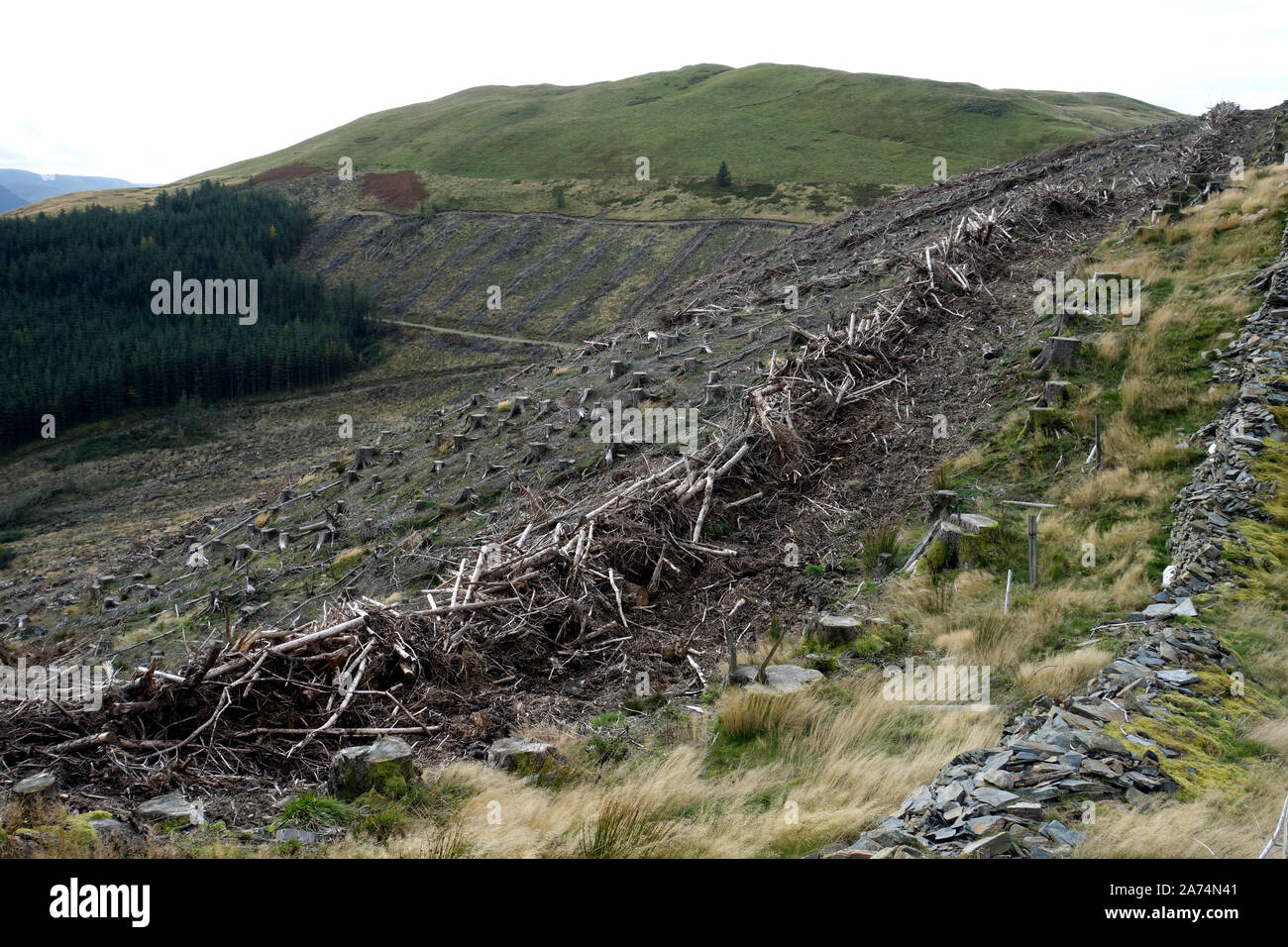 Deforestation of the Darling How Plantation on Widow Hause near the on ...