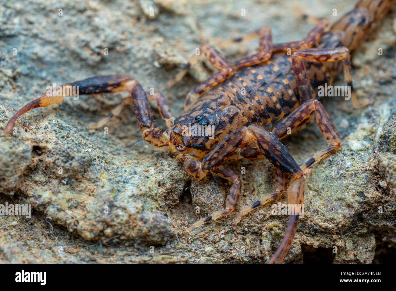 Marbled scorpion, Lychas variatus, hunting on a rock in the Daintree ...