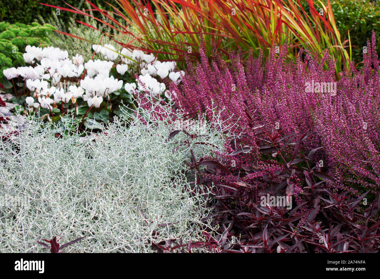 Heather plant varieties hi-res stock photography and images - Alamy