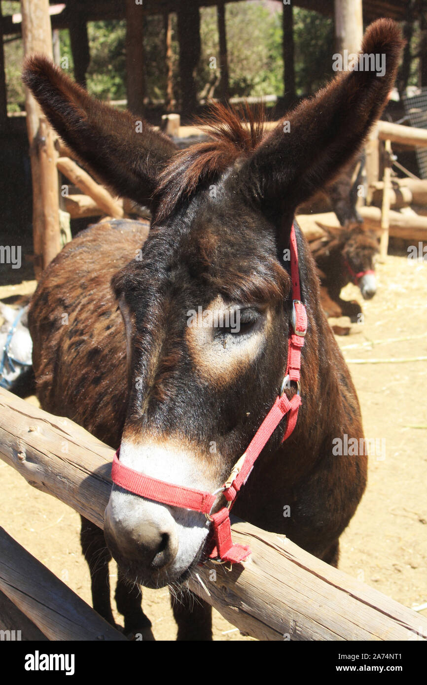 Esel Stock Photo - Alamy