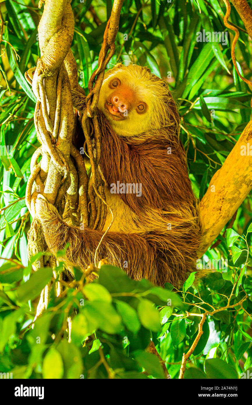 Hoffman's two-toed Sloth (Choloepus hoffmanni) Climbing A Tree Stock ...