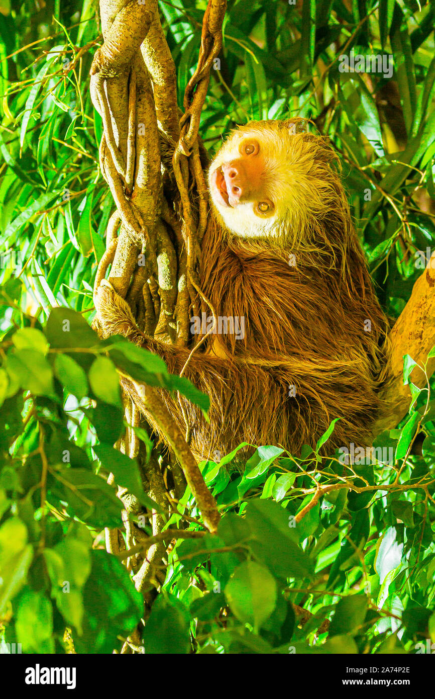 Hoffman's two-toed Sloth (Choloepus hoffmanni) Climbing A Tree Stock ...