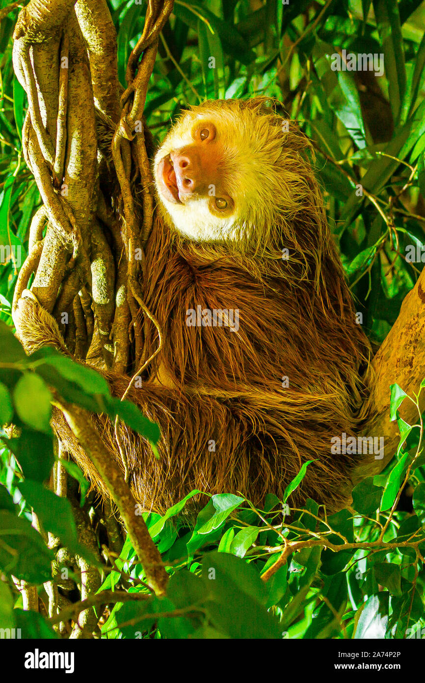Hoffman's two-toed Sloth (Choloepus hoffmanni) Climbing A Tree Stock ...