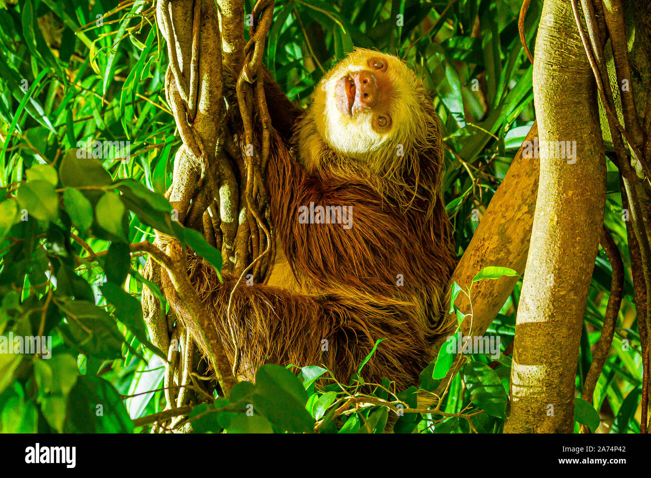 Hoffman's two-toed Sloth (Choloepus hoffmanni) Climbing A Tree Stock ...