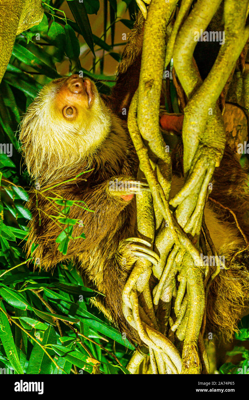 Hoffman's two-toed Sloth (Choloepus hoffmanni) Climbing A Tree Stock ...
