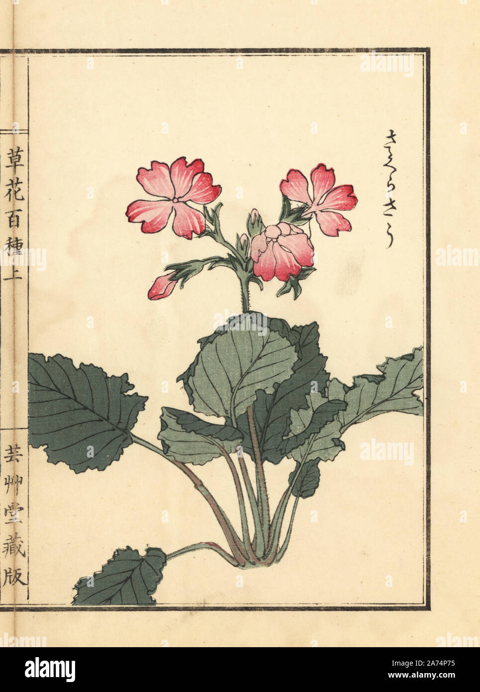 Sakurasou or Japanese primrose, Primula sieboldii. Handcoloured ...