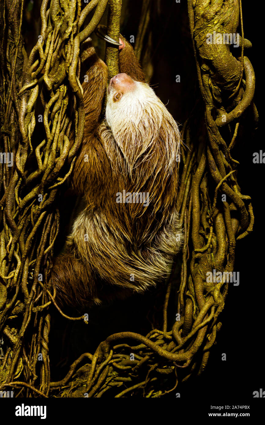 Hoffman's two-toed Sloth (Choloepus hoffmanni) Climbing A Tree Stock ...