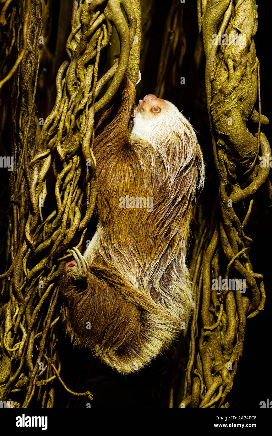 Hoffman's two-toed Sloth (Choloepus hoffmanni) Climbing A Tree Stock ...