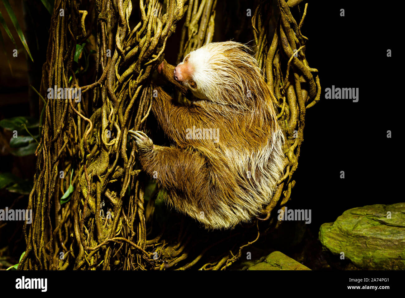 Hoffman's two-toed Sloth (Choloepus hoffmanni) Climbing A Tree Stock ...
