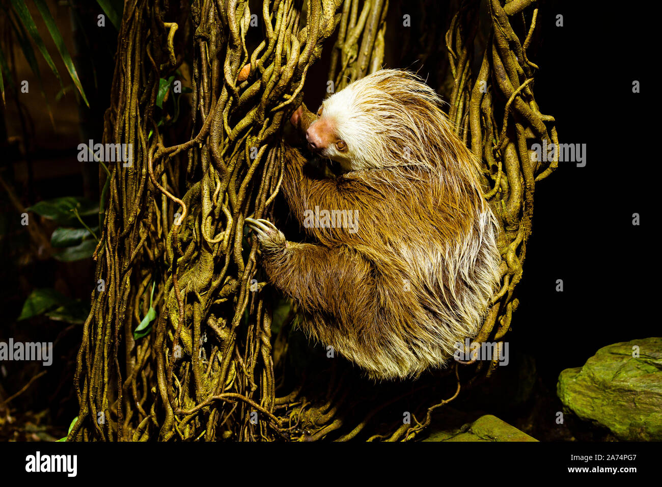 Hoffman's two-toed Sloth (Choloepus hoffmanni) Climbing A Tree Stock ...