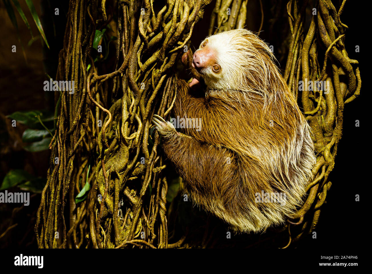 Hoffman's two-toed Sloth (Choloepus hoffmanni) Climbing A Tree Stock ...
