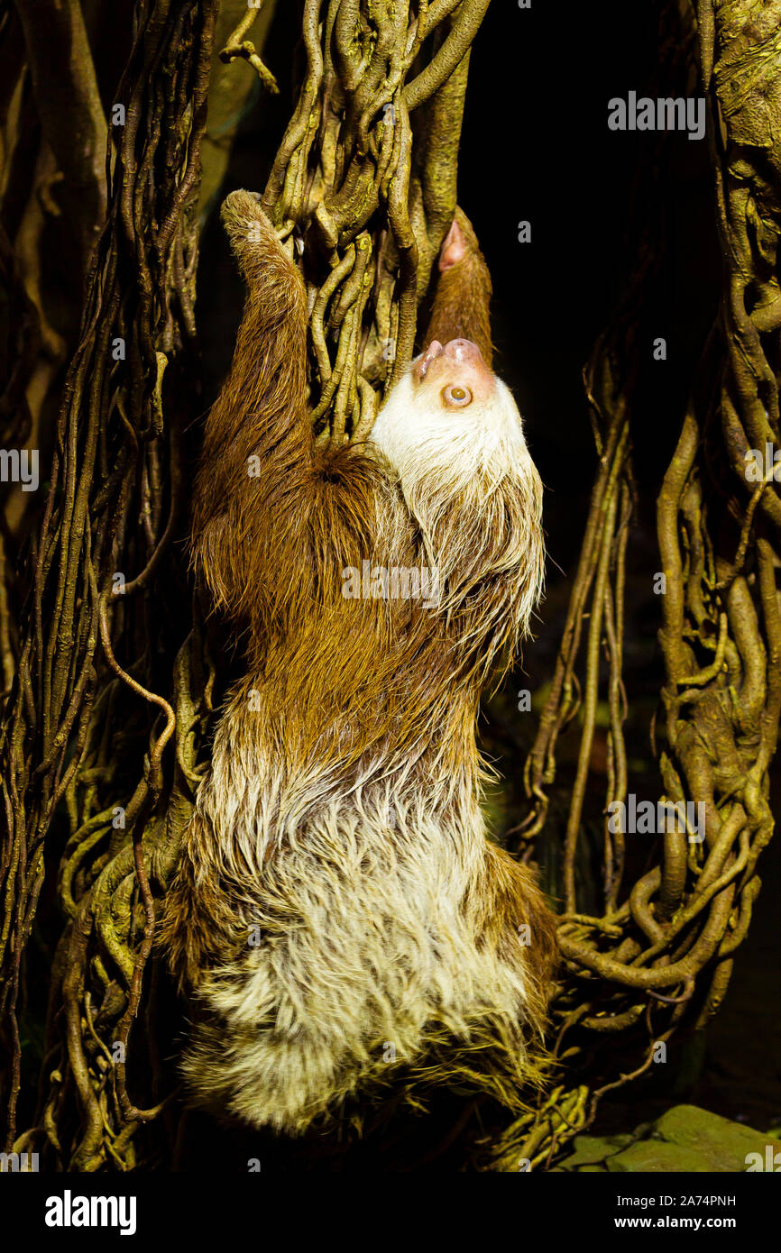 Hoffman's two-toed Sloth (Choloepus hoffmanni) Climbing A Tree Stock ...