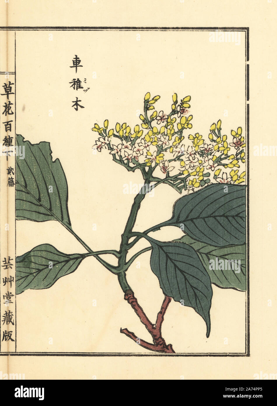 Japanese tree varieties hi-res stock photography and images - Alamy