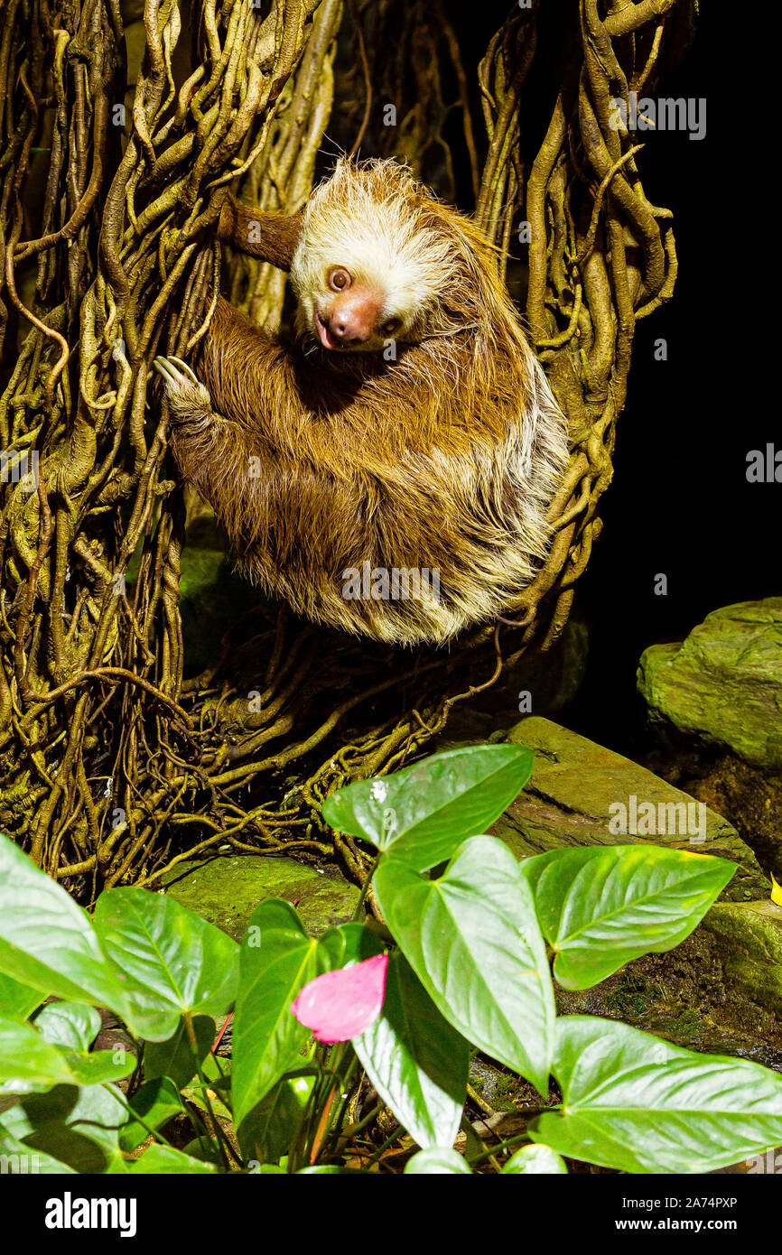 Hoffman's two-toed Sloth (Choloepus hoffmanni) Climbing A Tree Stock ...