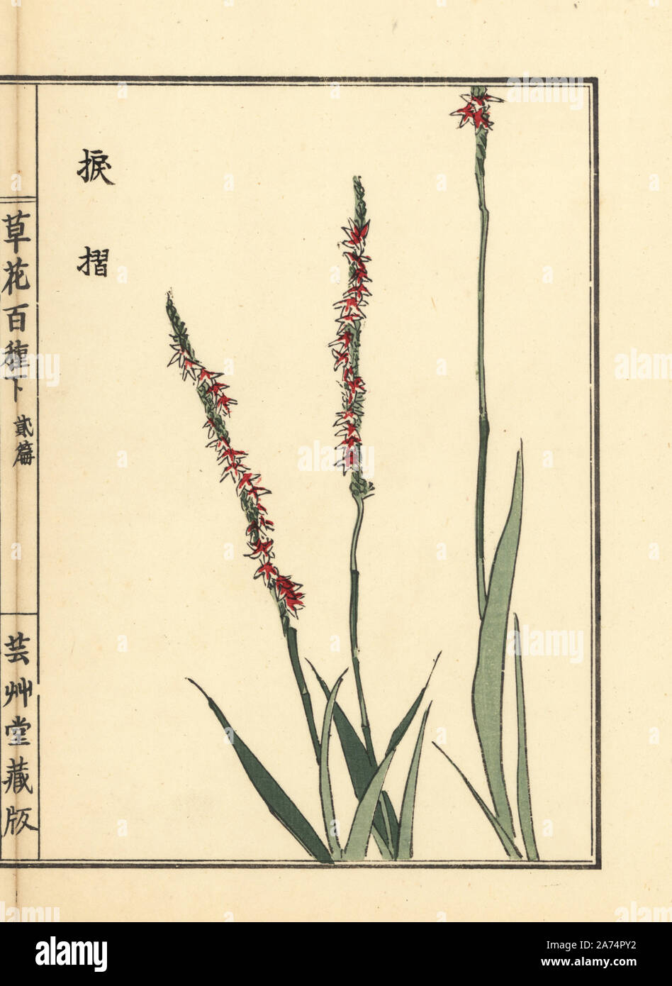 Nejibana or Chinese spiranthes orchid, Spiranthes sinensis var. amoena ...