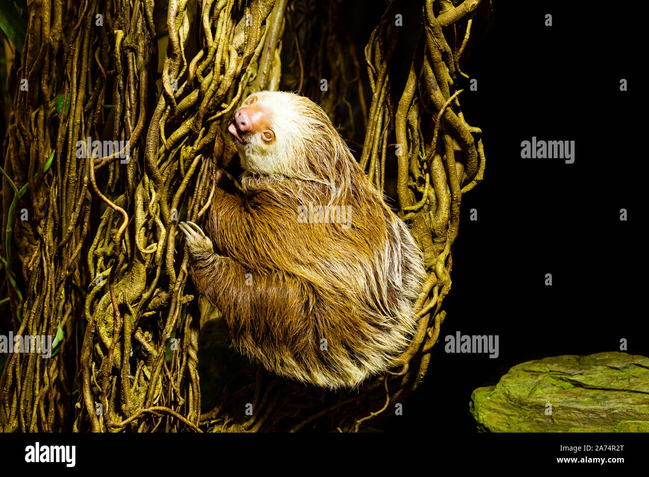 Hoffman's two-toed Sloth (Choloepus hoffmanni) Climbing A Tree Stock ...