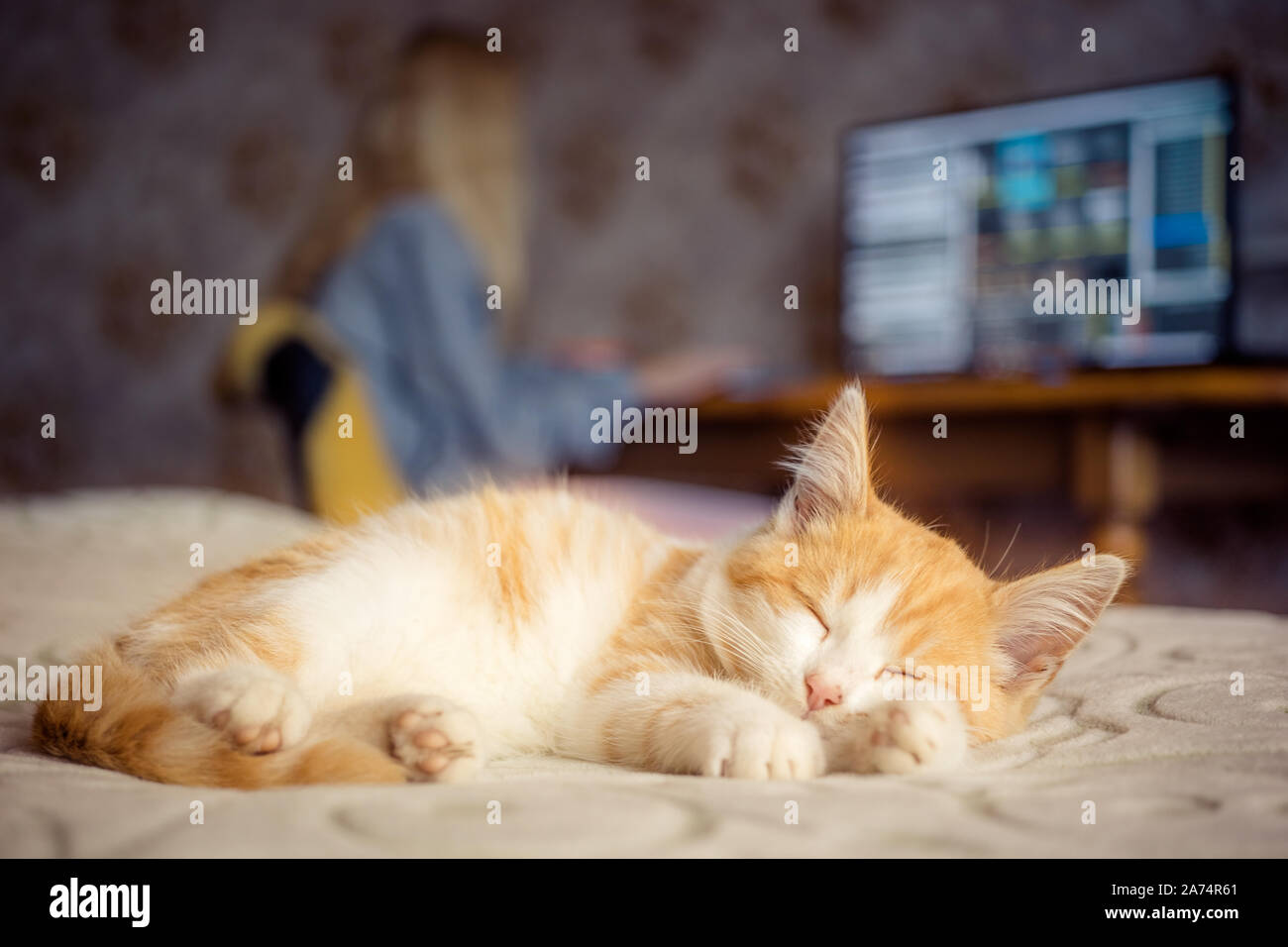 Cat sleep computer keyboard hi-res stock photography and images - Alamy
