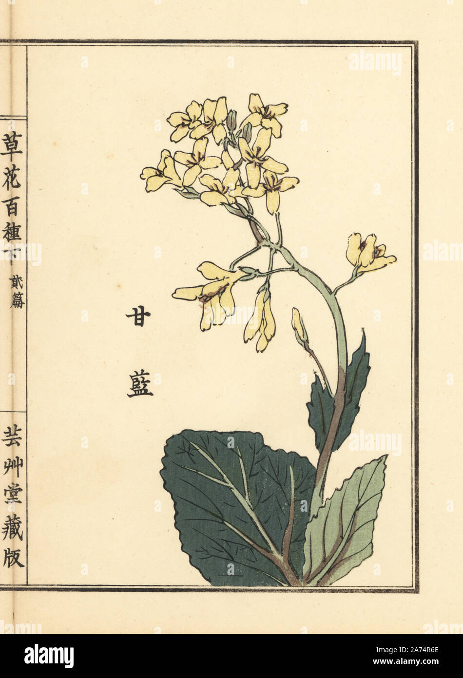 Kyabbetsu or ganlan, cabbage flower, Brassica oleracea var. capitata ...